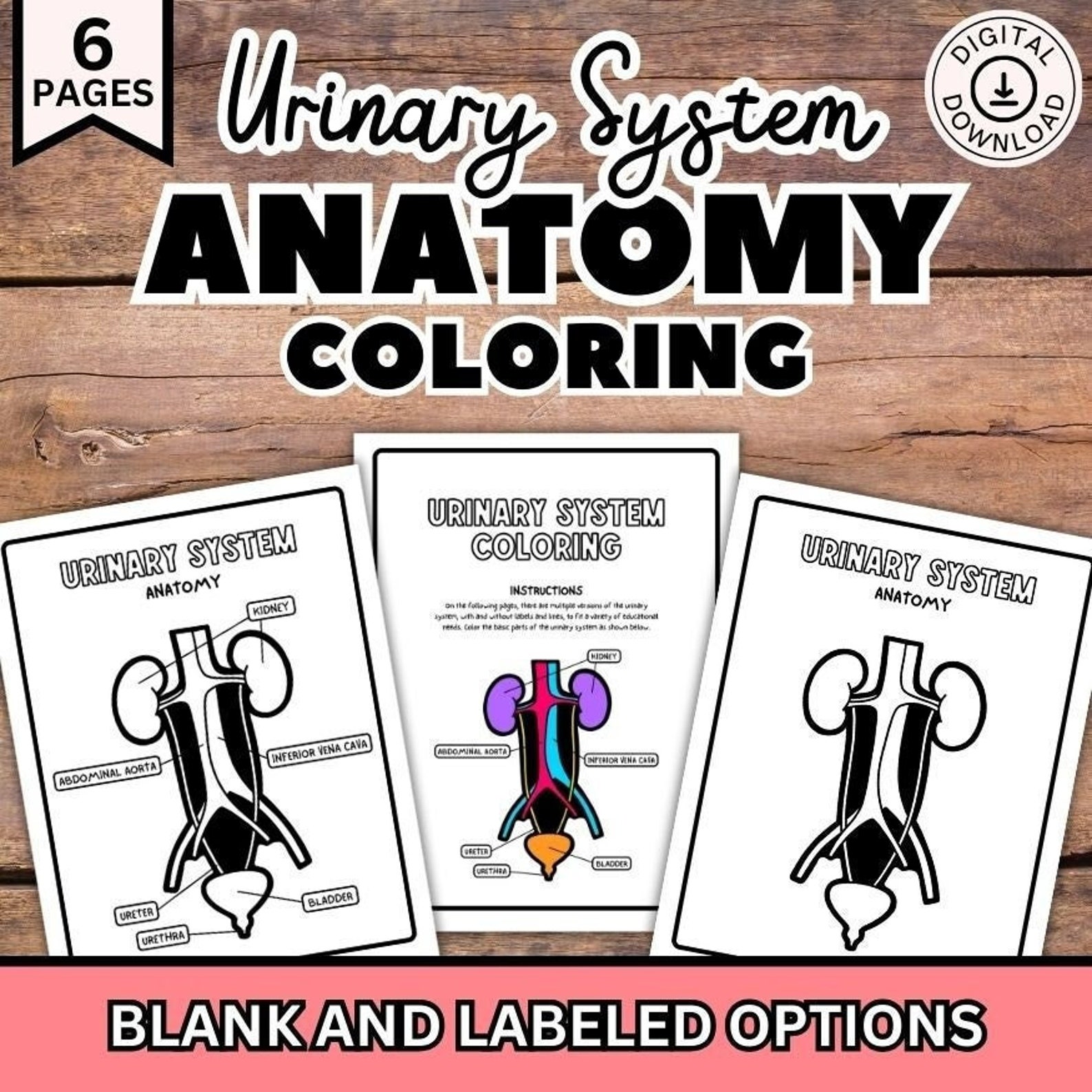 Urinary System Coloring Pages, Human Body Science for Kids, Printable ...