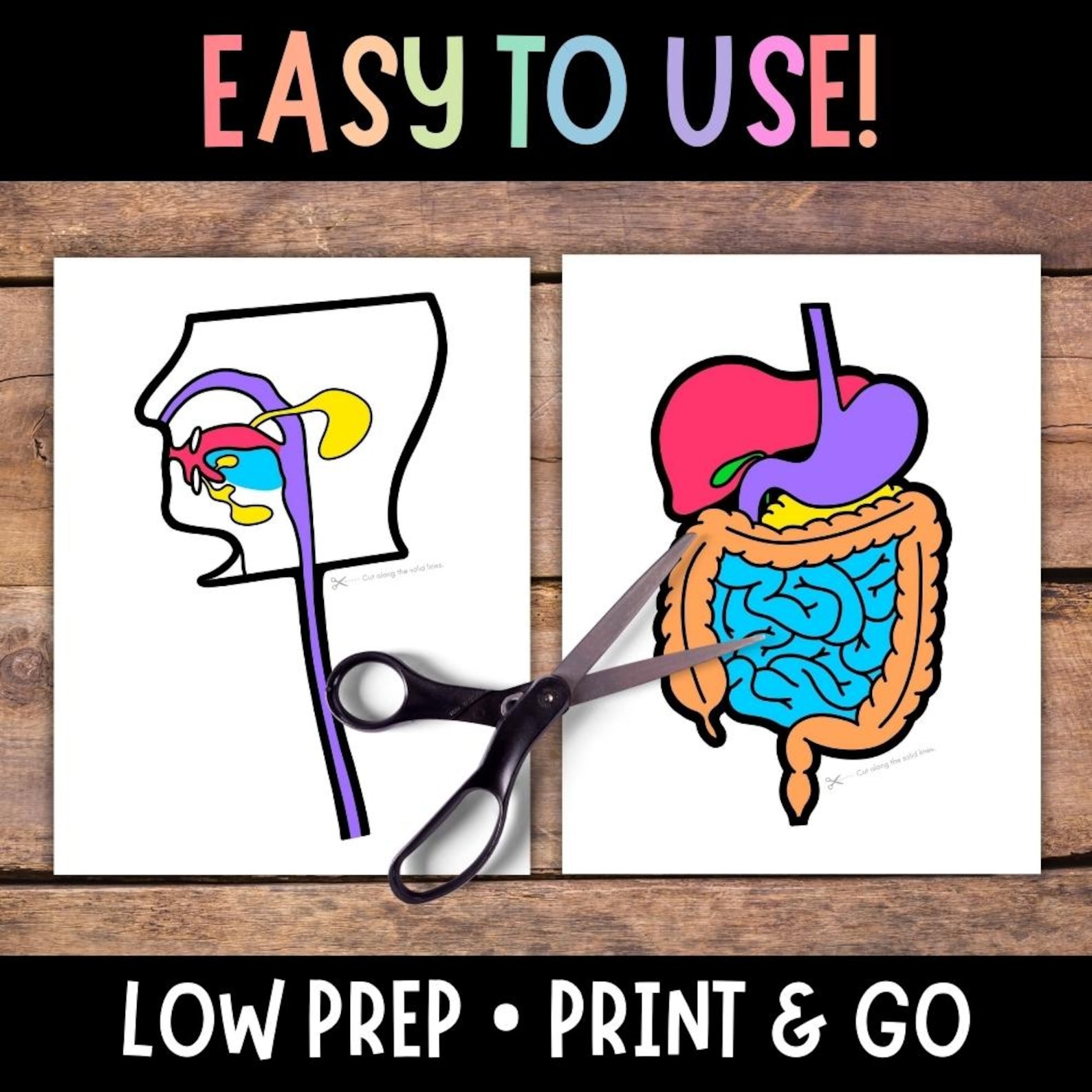 Human Digestive System: Digestive System for Kid, Sistema Digestivo ...
