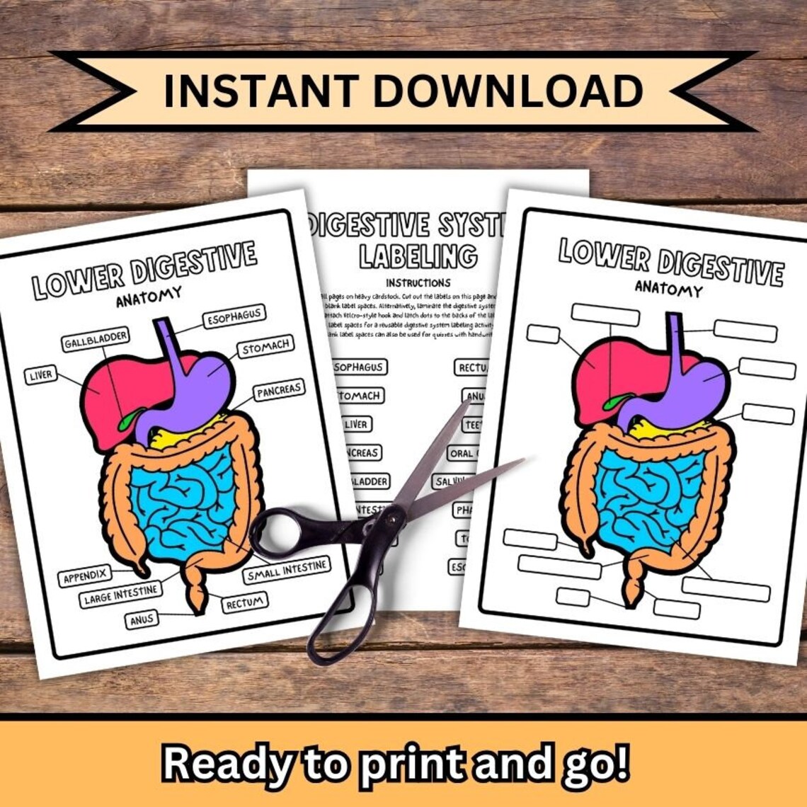 Digestive System Anatomy, Digestive System Labeling, Human Body Science ...
