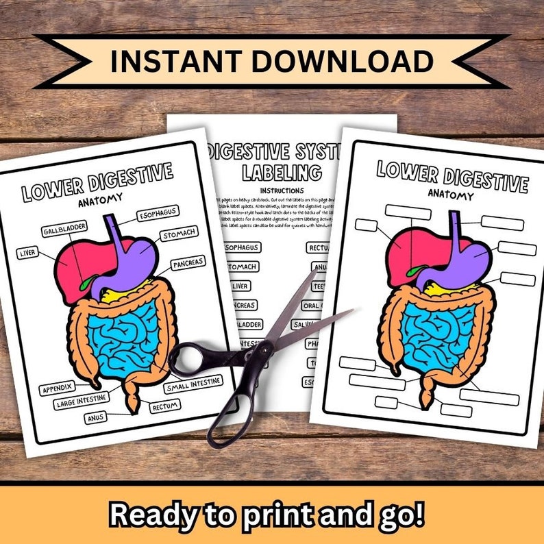 Digestive System Anatomy, Digestive System Labeling, Human Body Science ...