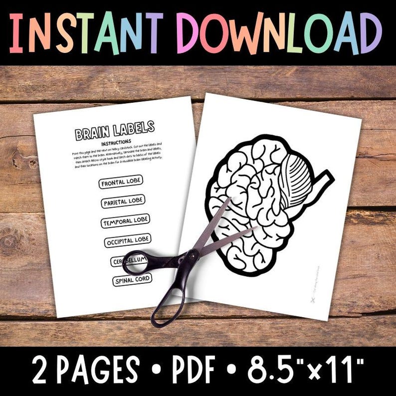 Human Brain Anatomy, Brain Labeling, Human Body Science for Kids ...