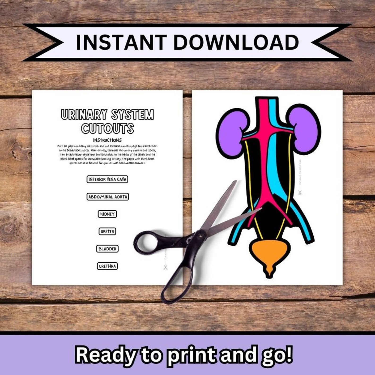 Urinary System Diagram, Urinary System Labeling, Human Anatomy, Body ...