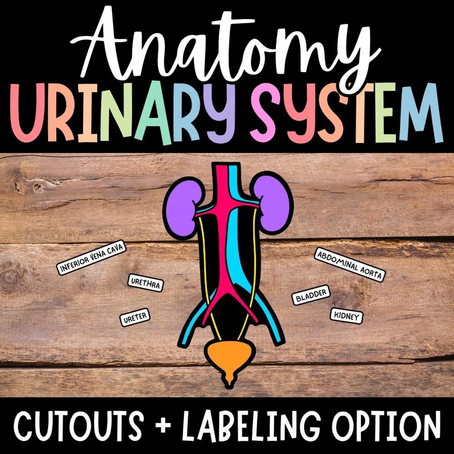 Urinary System Model, Urinary System Diagram, Urinary System Labels ...