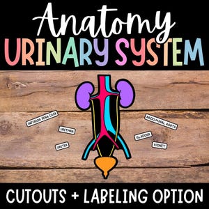 Urinary System Model, Urinary System Diagram, Urinary System Labels ...