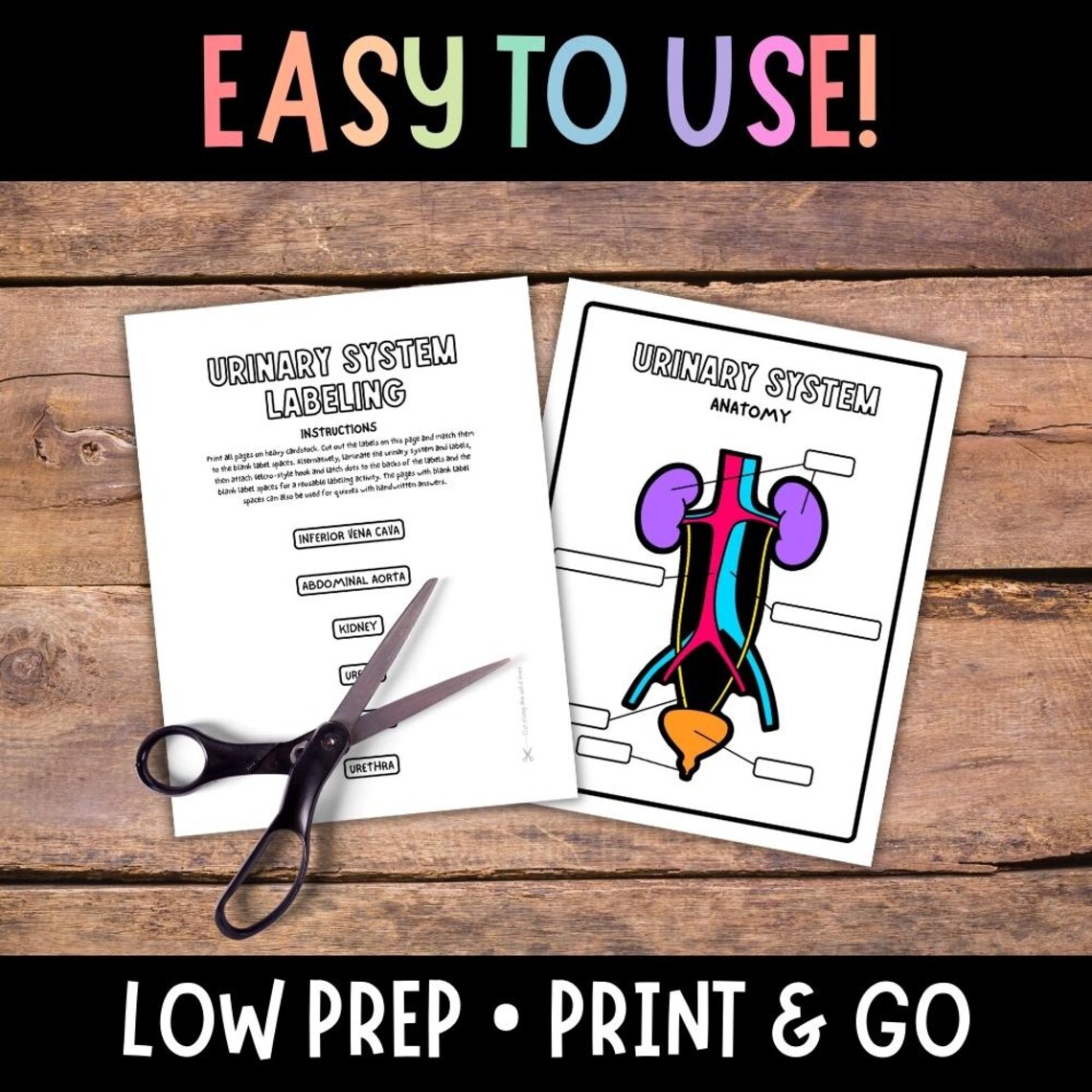 Urinary System Labeling, Urinary System Diagram, Human Body Science for ...