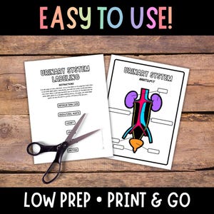 Urinary System Labeling, Urinary System Diagram, Human Body Science for ...