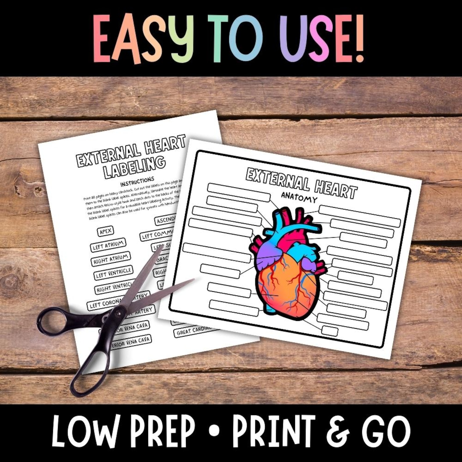 Human Heart Anatomy, External Heart Diagram, Human Body for Kids ...