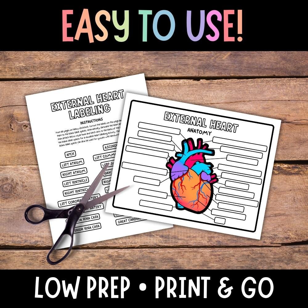 Human Heart Anatomy, External Heart Diagram, Human Body for Kids ...