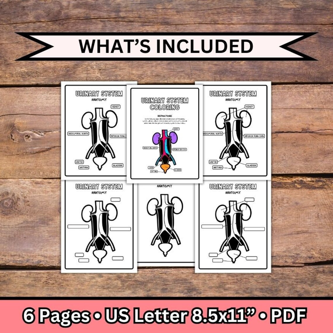 Urinary System Coloring Pages, Human Body Science for Kids, Printable ...