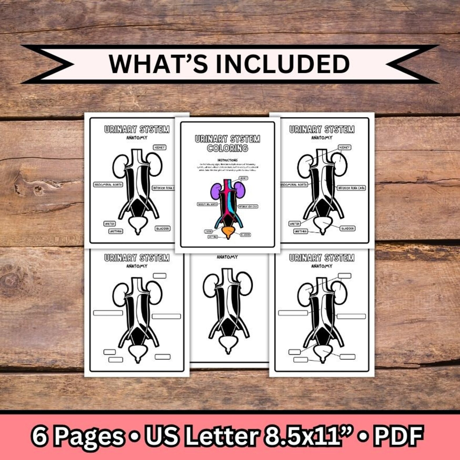 Urinary System Coloring Pages, Human Body Science for Kids, Printable ...