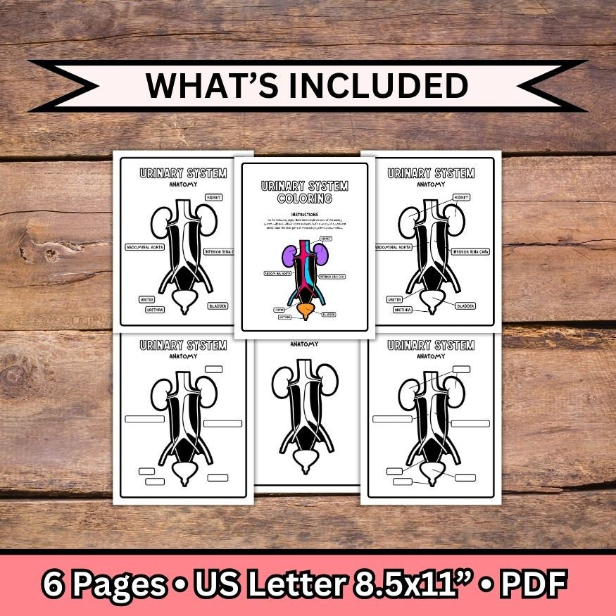 Urinary System Coloring Pages, Human Body Science for Kids, Printable ...