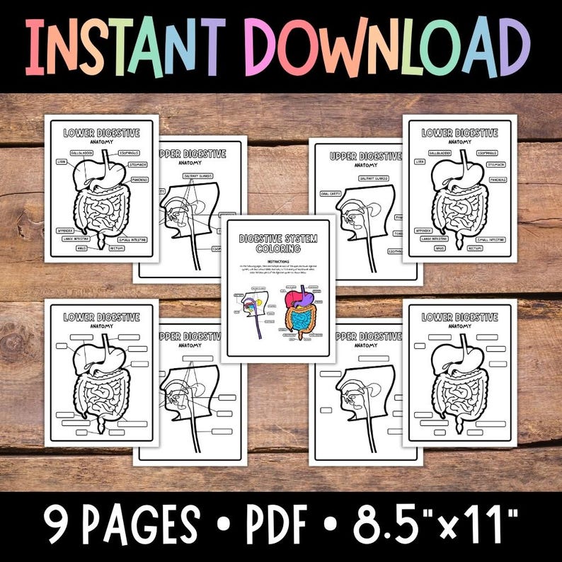 Digestive System Anatomy, Digestive System Labeling, Human Body Science ...