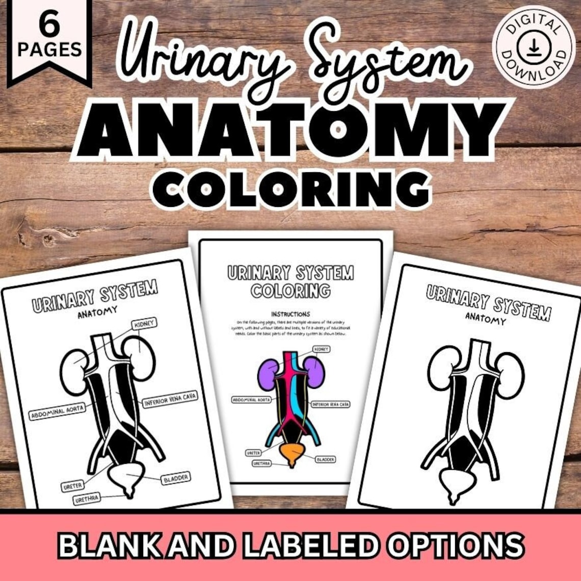 Urinary System Coloring Pages, Human Body Science for Kids, Printable ...