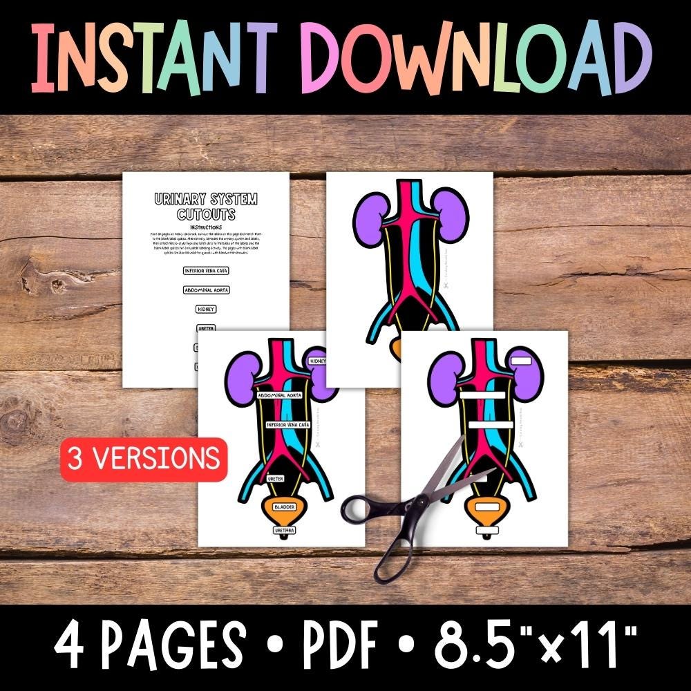 Urinary System Model, Urinary System Diagram, Urinary System Labels ...