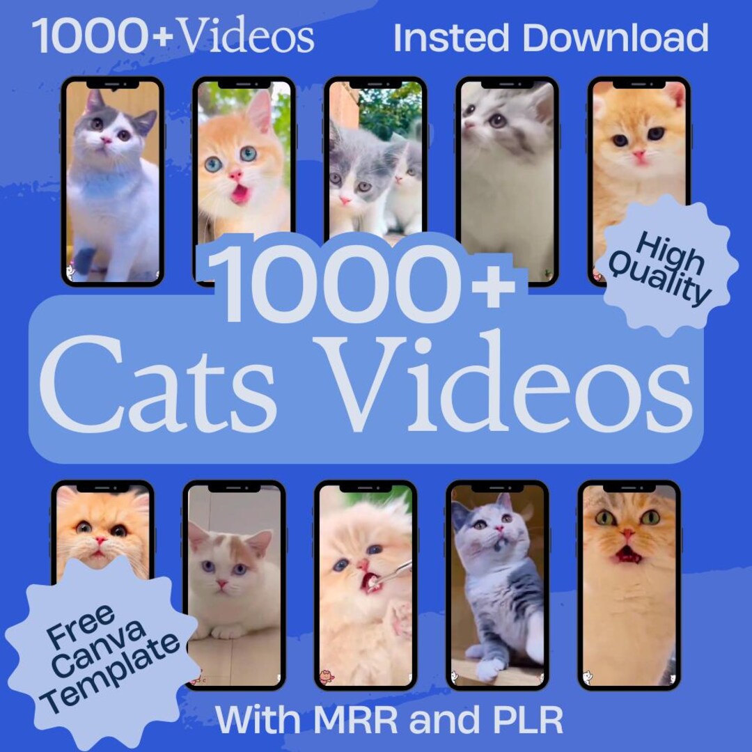1000+ Cute and Funny Cat Video Clips | Social Media Content| Animal Pet ...