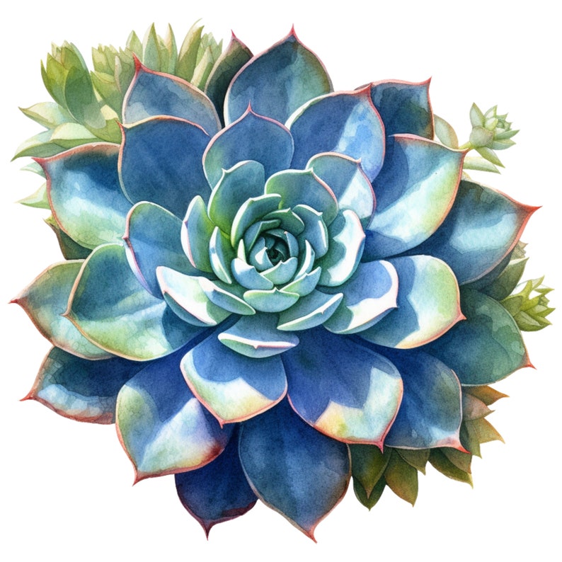 Succulent Clipart Bundle Plant Illustrations PNG Files Instant - Etsy