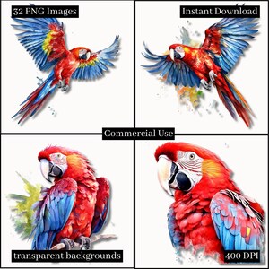 Scarlet Macaw Clipart Collection PNG, Scarlet Macaw Clipart Commercial ...
