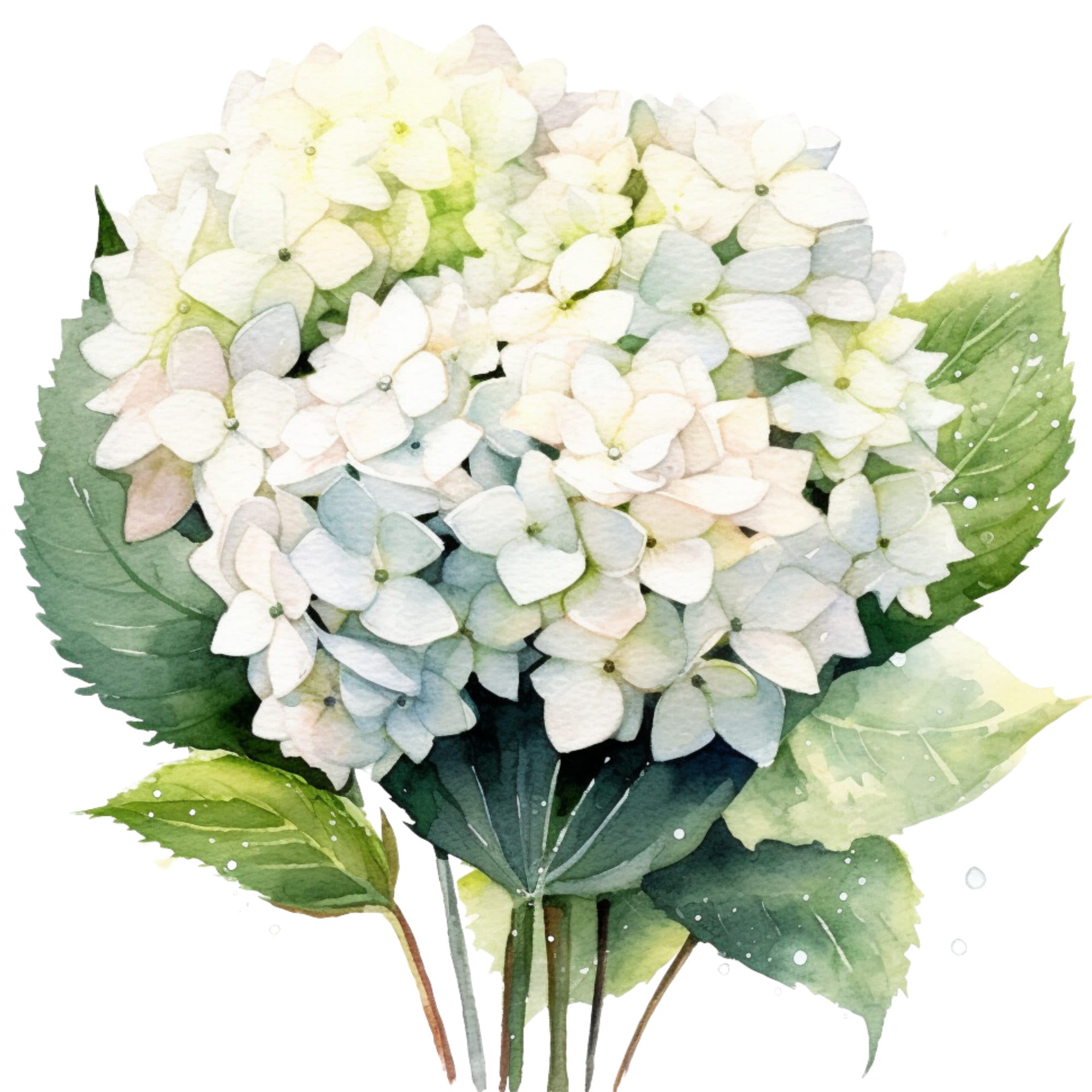 White Hydrangea Clipart Bundle High-quality PNG Files - Etsy