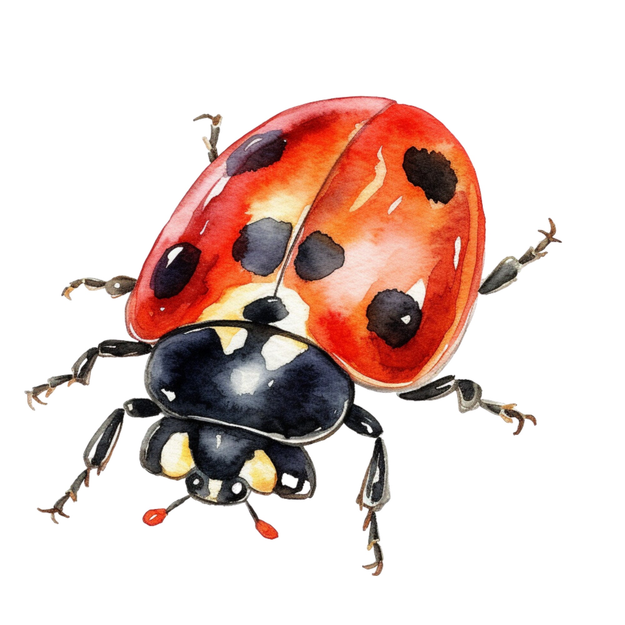 Ladybug Clipart in Lovely Ladybugs Watercolor Collection Charming ...