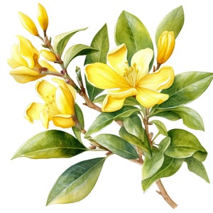 Yellow Jessamine Clipart Bundle High-quality PNG Files, Instant ...