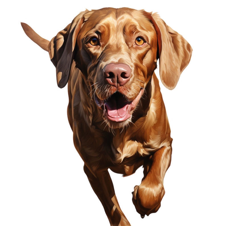 Vizsla Dog Clipart Bundle, Transparent Background, Playful Hungarian ...