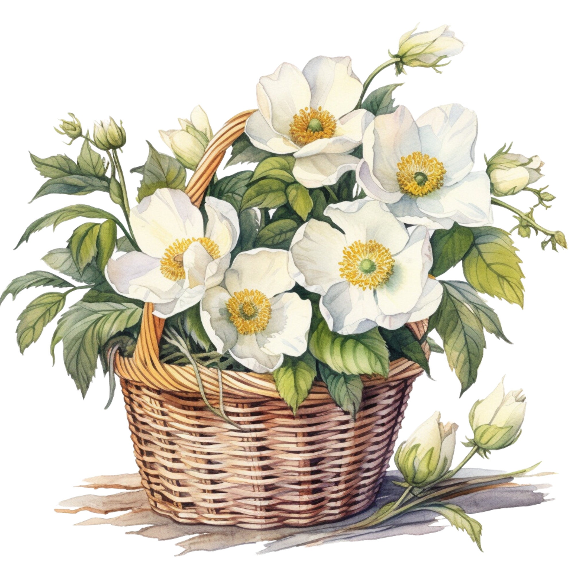 Cherokee Rose Clipart Bundle High-resolution PNG Files - Etsy
