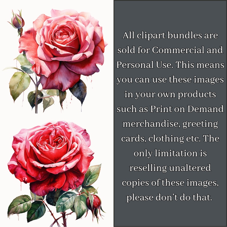 American Beauty Rose Clipart Bundle PNG Format for Artistic - Etsy