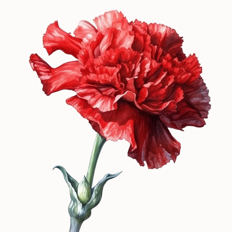 Scarlet Carnation Clipart Bundle PNG Files, Instant Download, Perfect ...