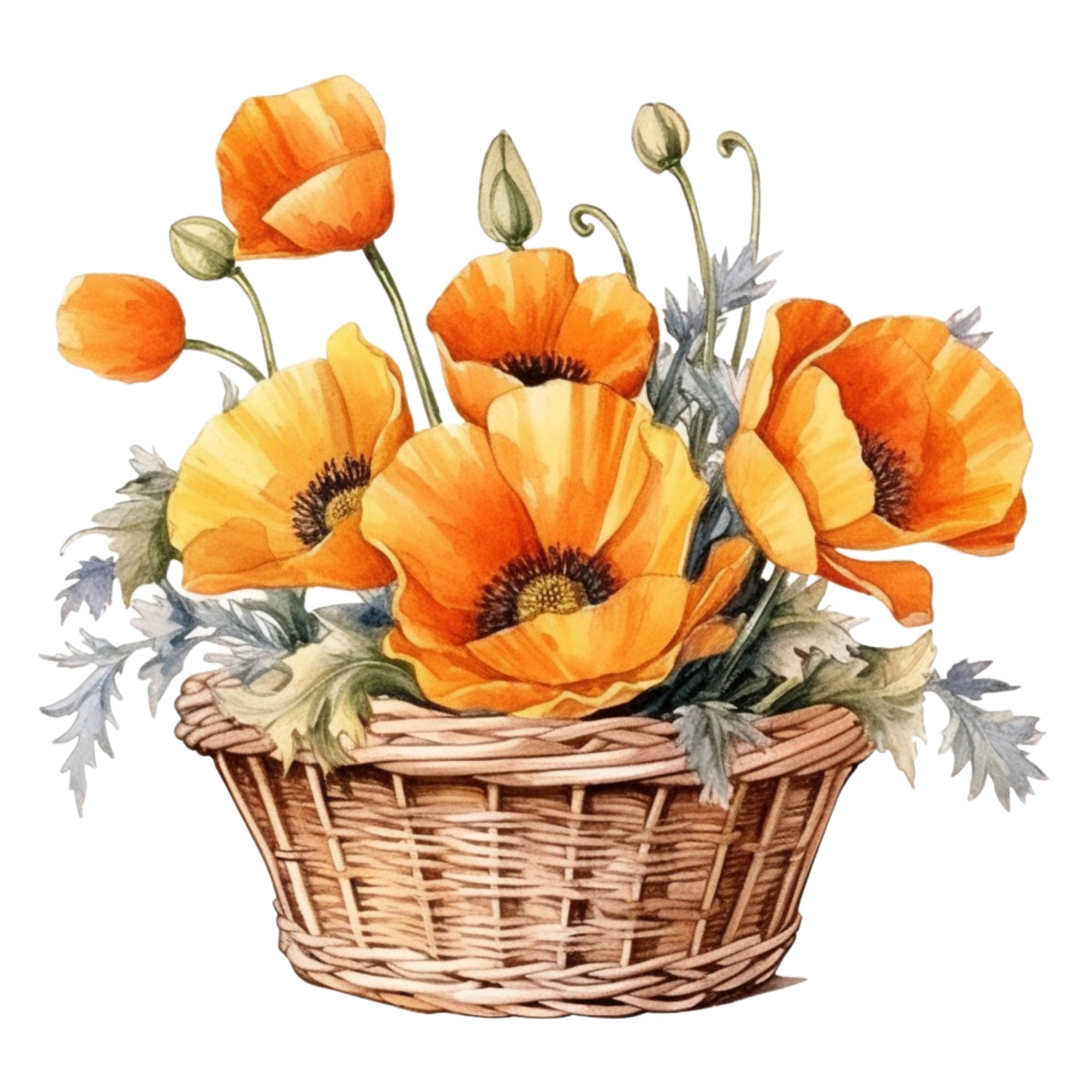 California Poppy Clipart Bundle High-resolution PNG Files - Etsy
