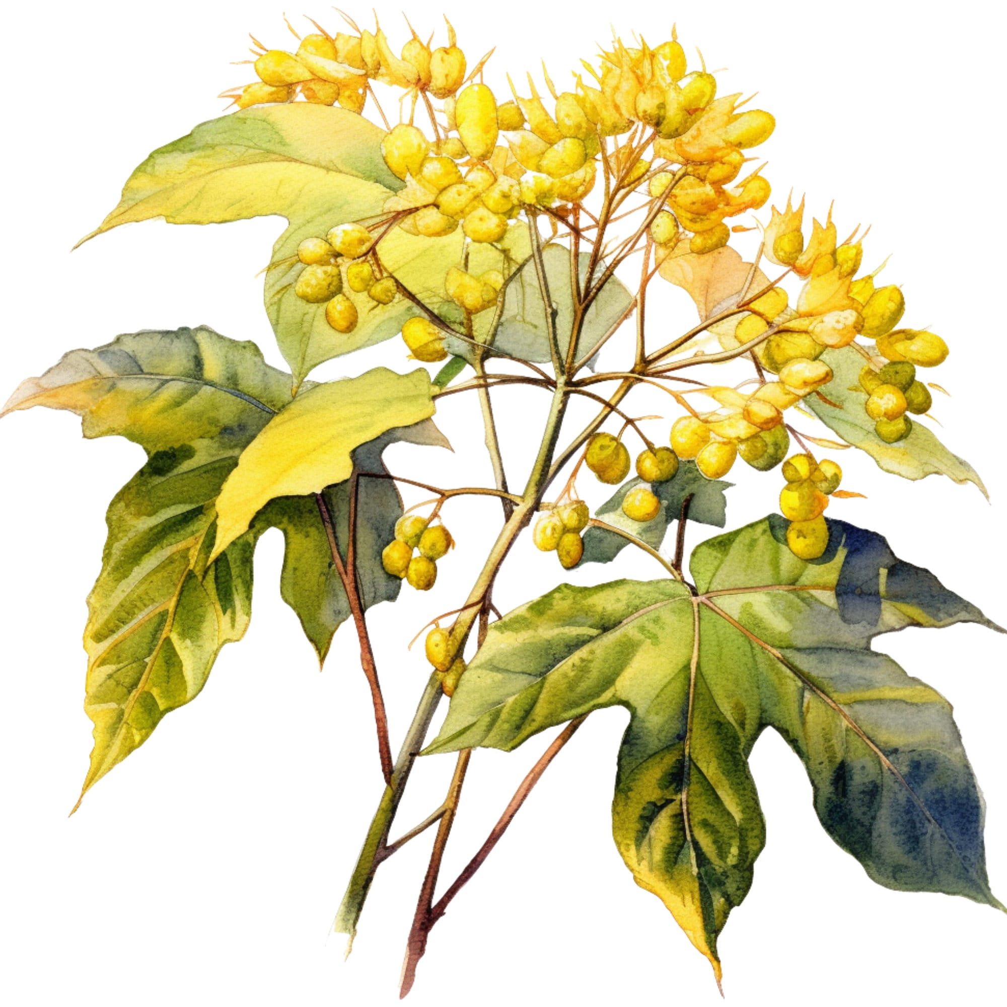 Yellow Elder Clipart Bundle High-quality PNG Files Instant - Etsy