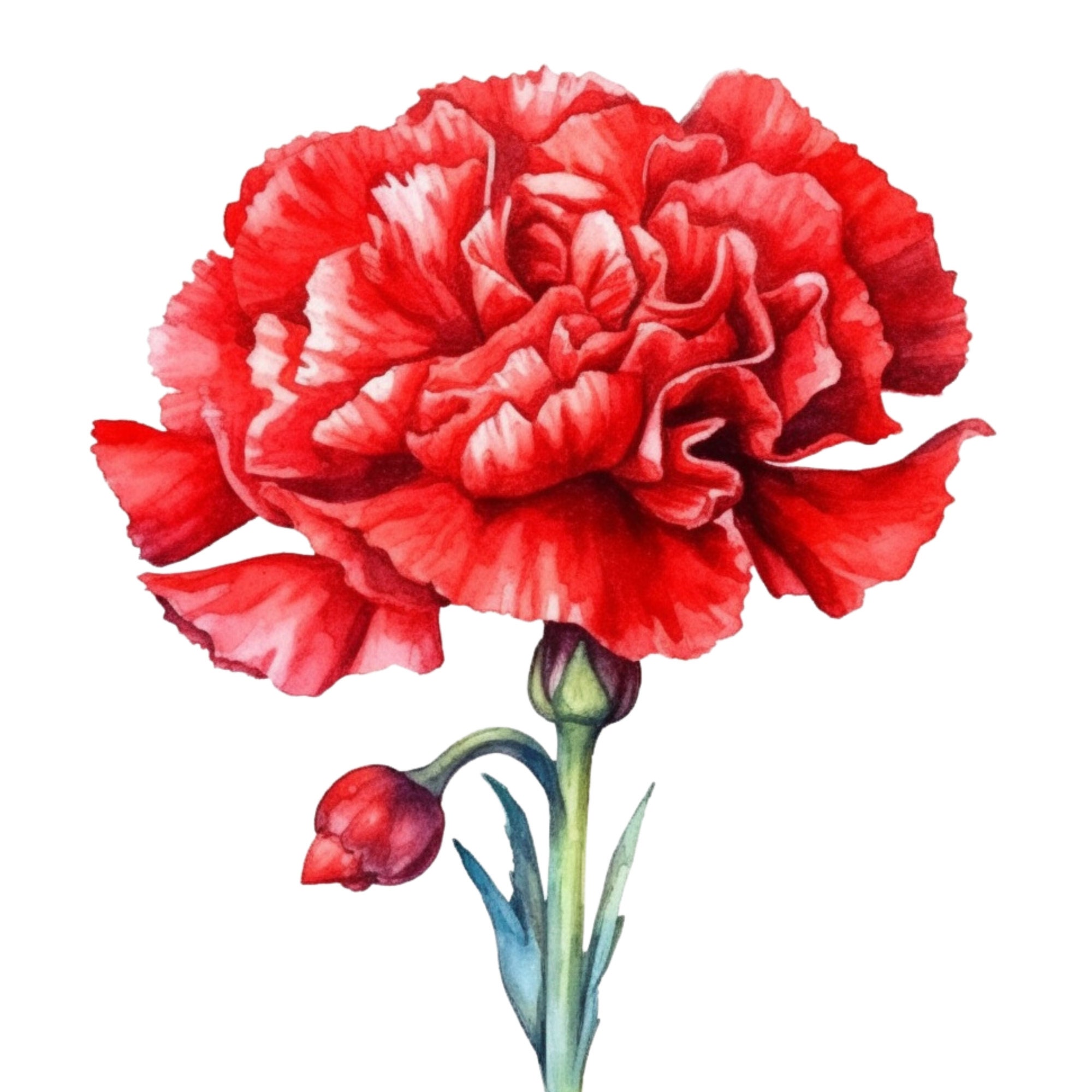Scarlet Carnation Clipart Bundle PNG Files, Instant Download, Perfect ...