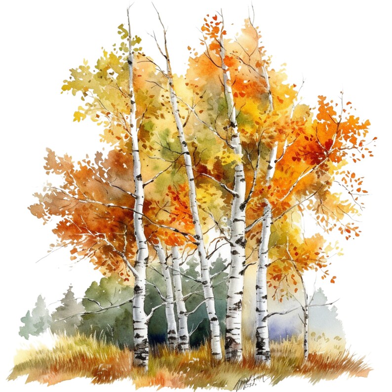 Fall Birch Tree Clipart Collection PNG Graphics Perfect for - Etsy