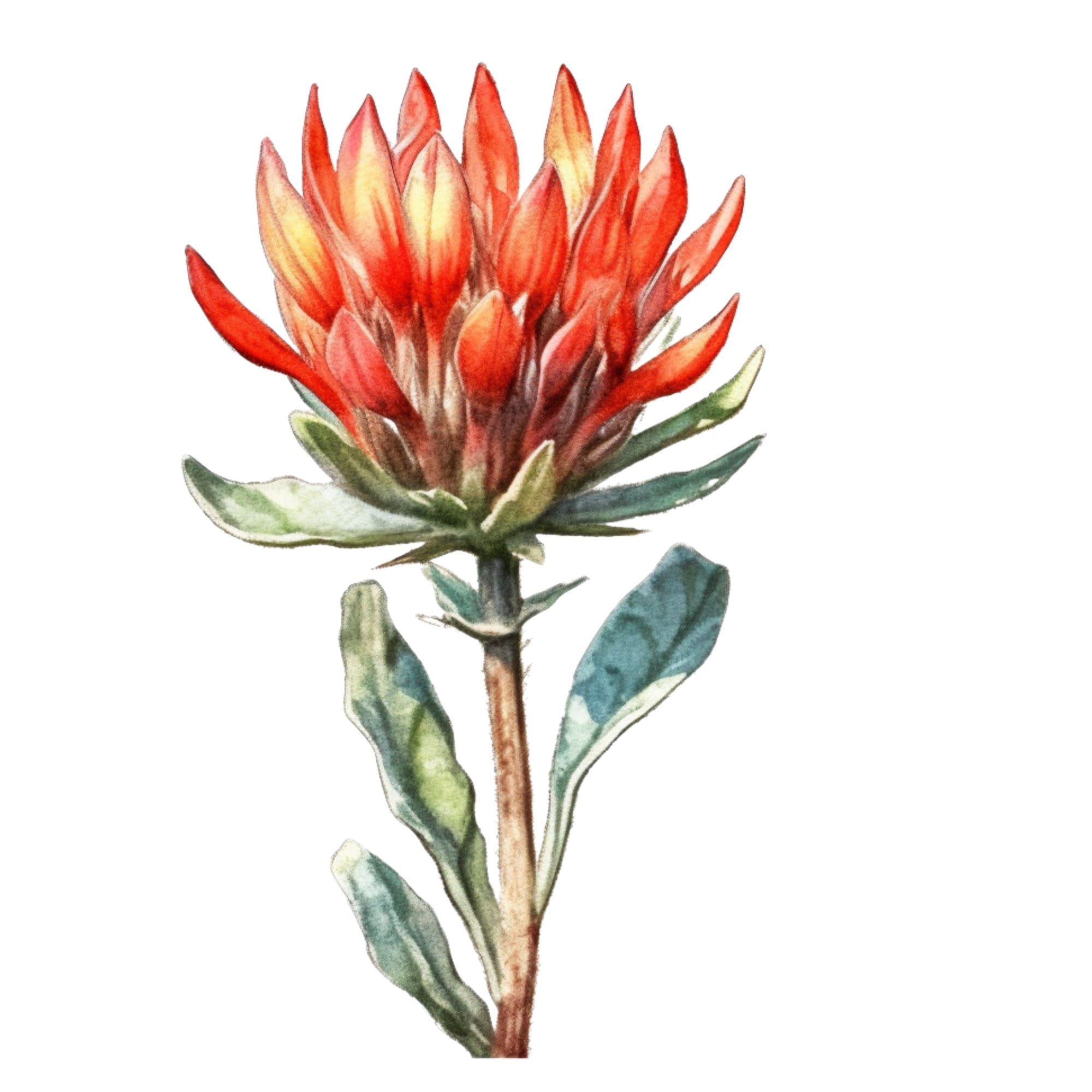 Indian Paintbrush Flower Clipart Bundle High-resolution PNG - Etsy
