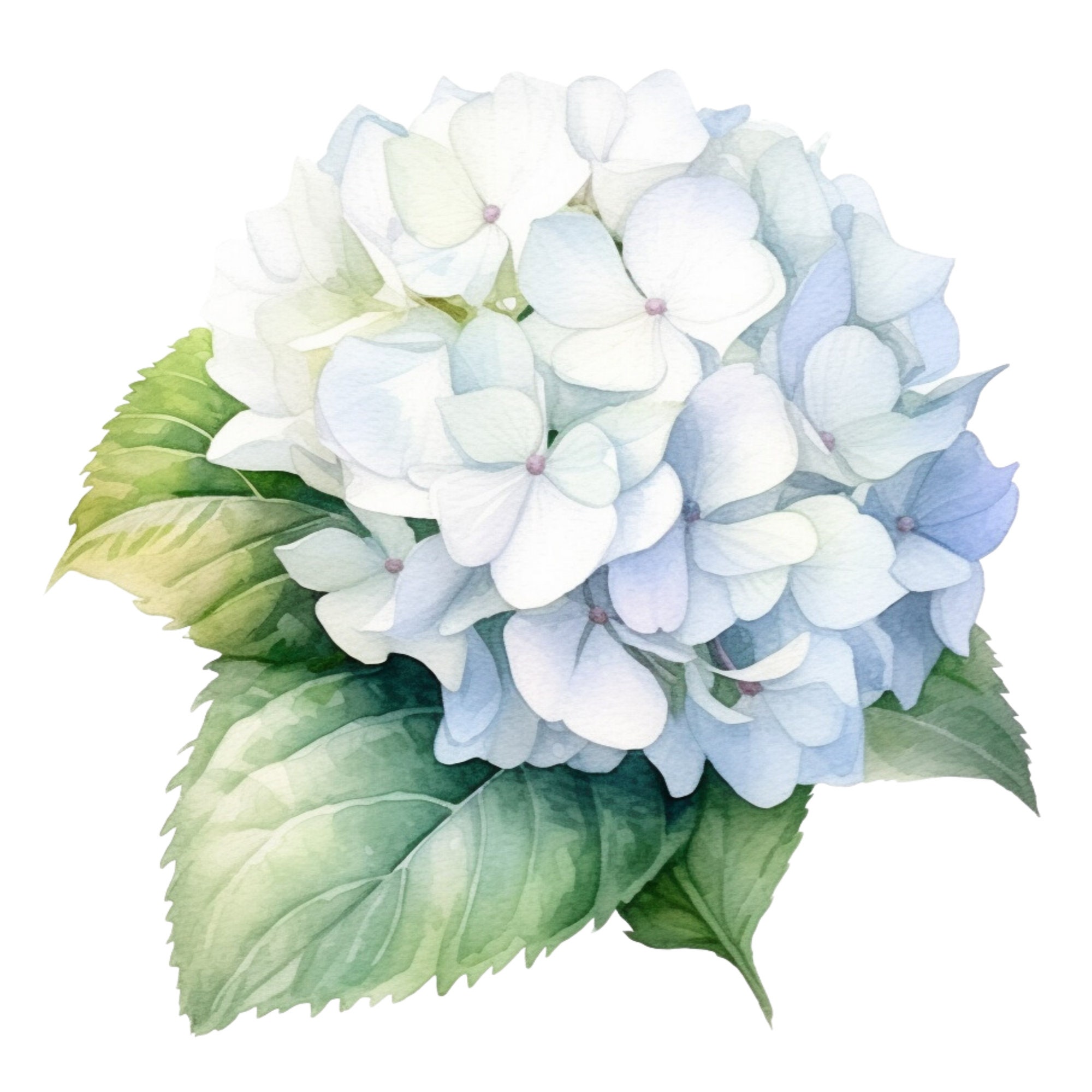 White Hydrangea Clipart Bundle High-quality PNG Files - Etsy