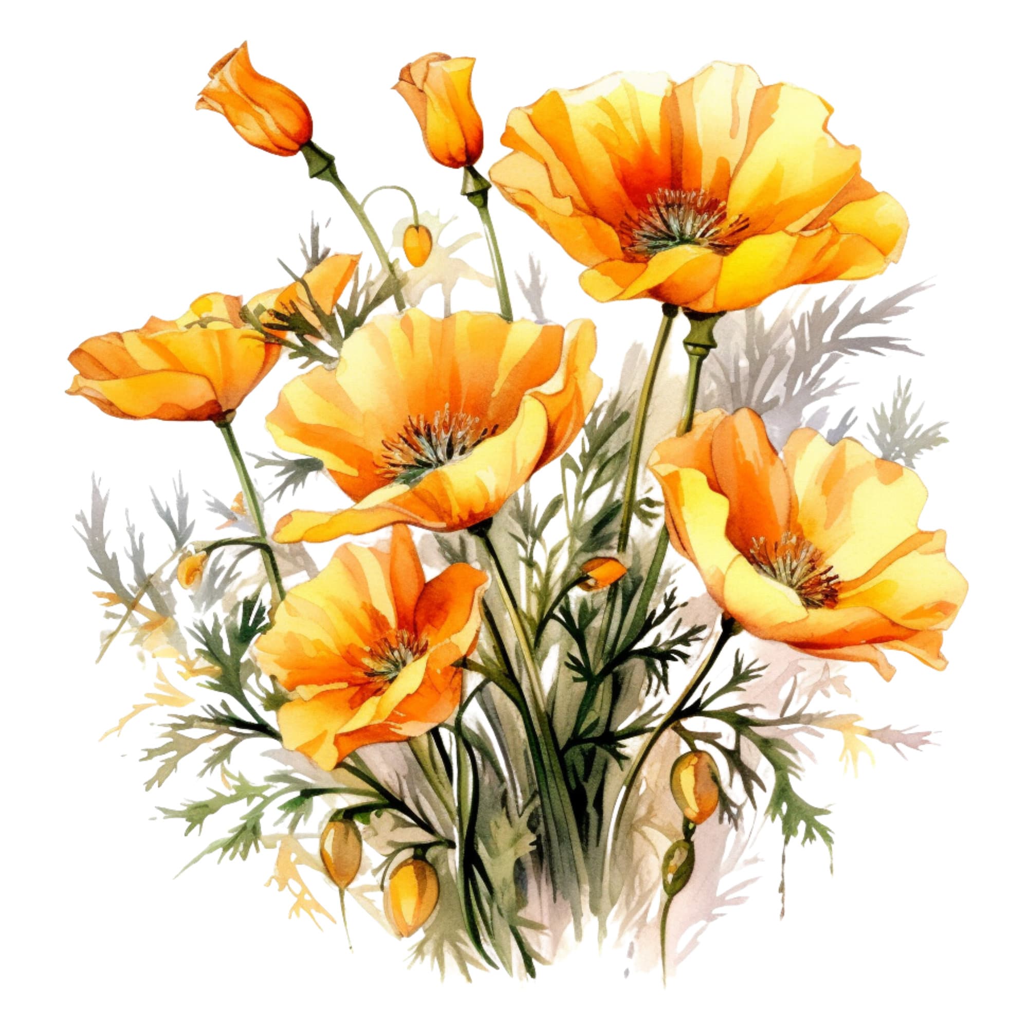 California Poppy Clipart Bundle High-resolution PNG Files - Etsy