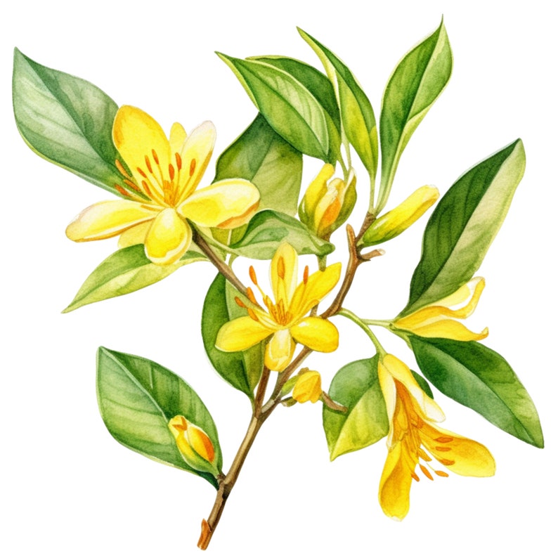 Yellow Jessamine Clipart Bundle High-quality PNG Files, Instant ...