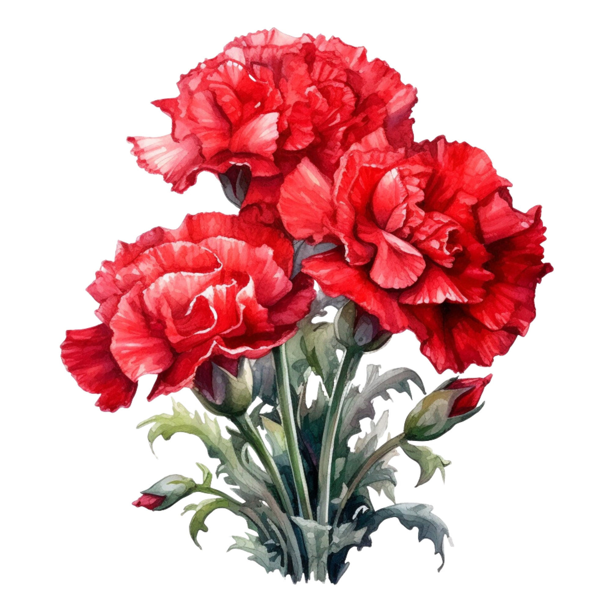 Scarlet Carnation Clipart Bundle PNG Files, Instant Download, Perfect ...