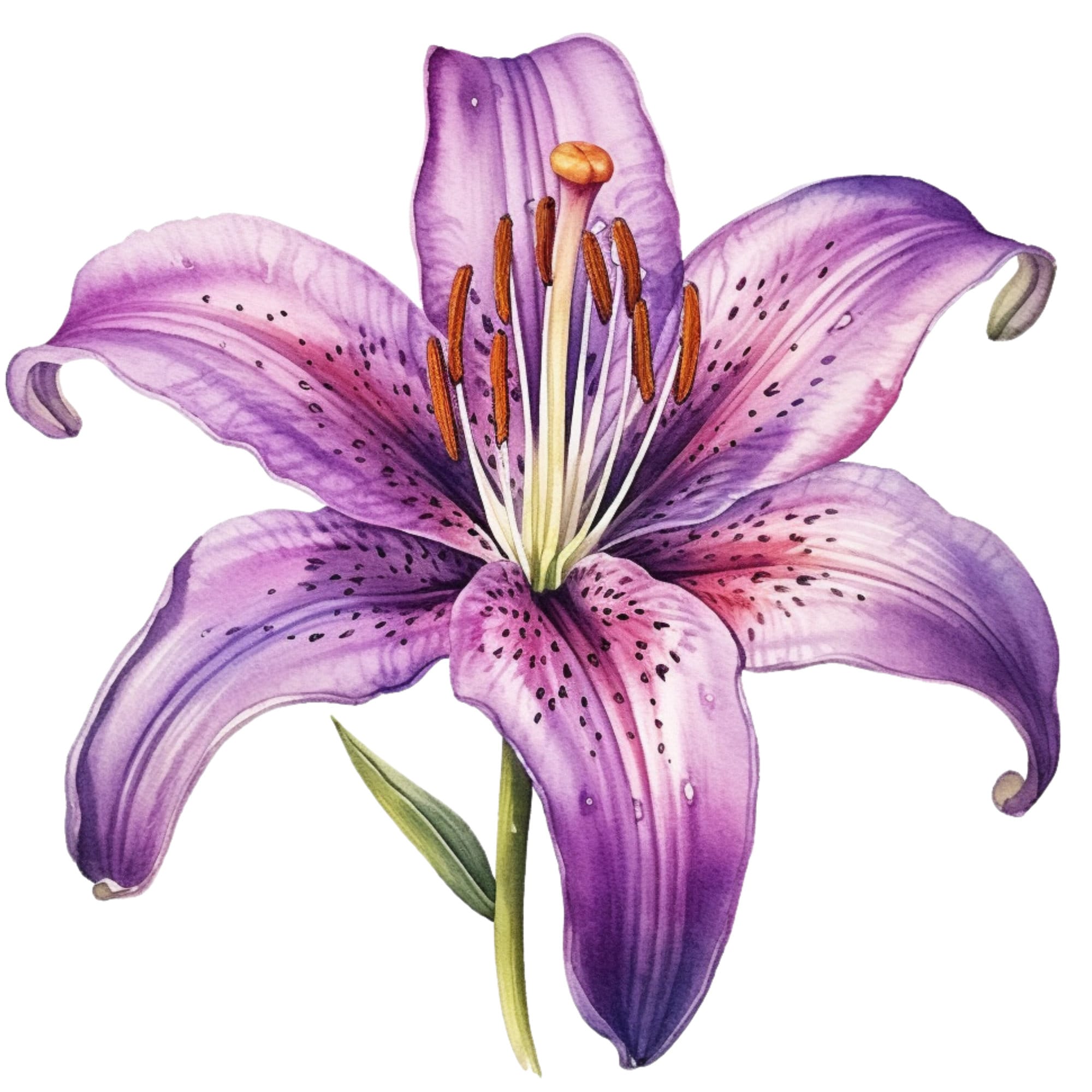 Purple Lily Clipart Bundle High-resolution PNG Files, Instant Download ...