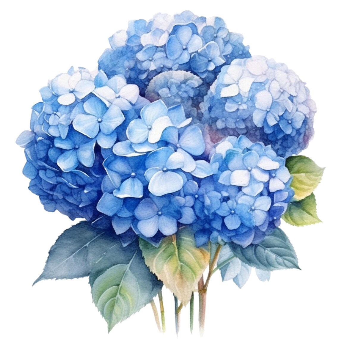 Blue Hydrangea Clipart Bundle High-resolution PNG Files - Etsy