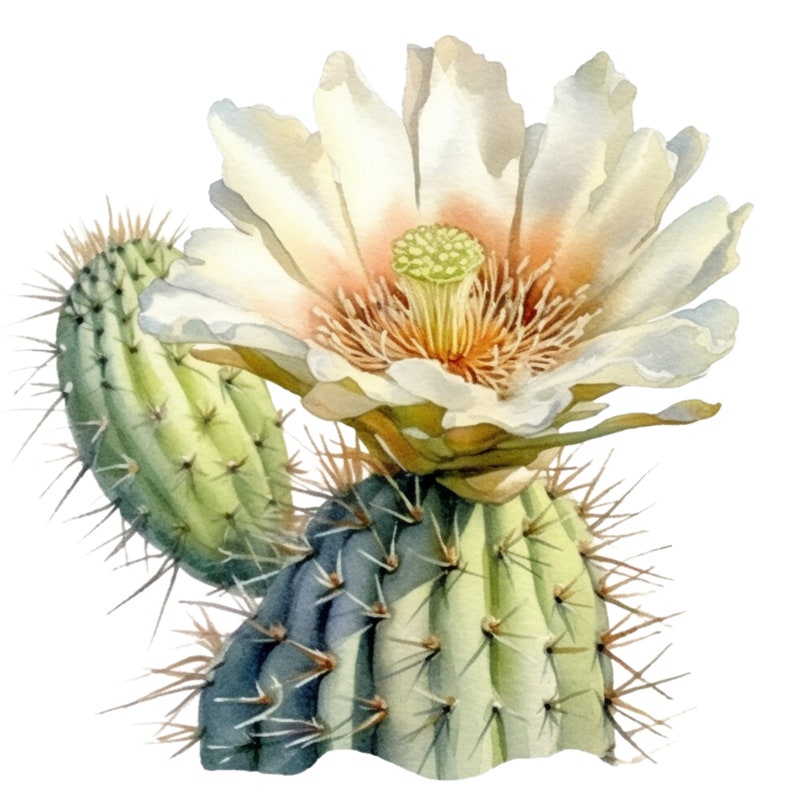 Saguaro Cactus Blossom Clipart Bundle PNG Files, Instant Download ...