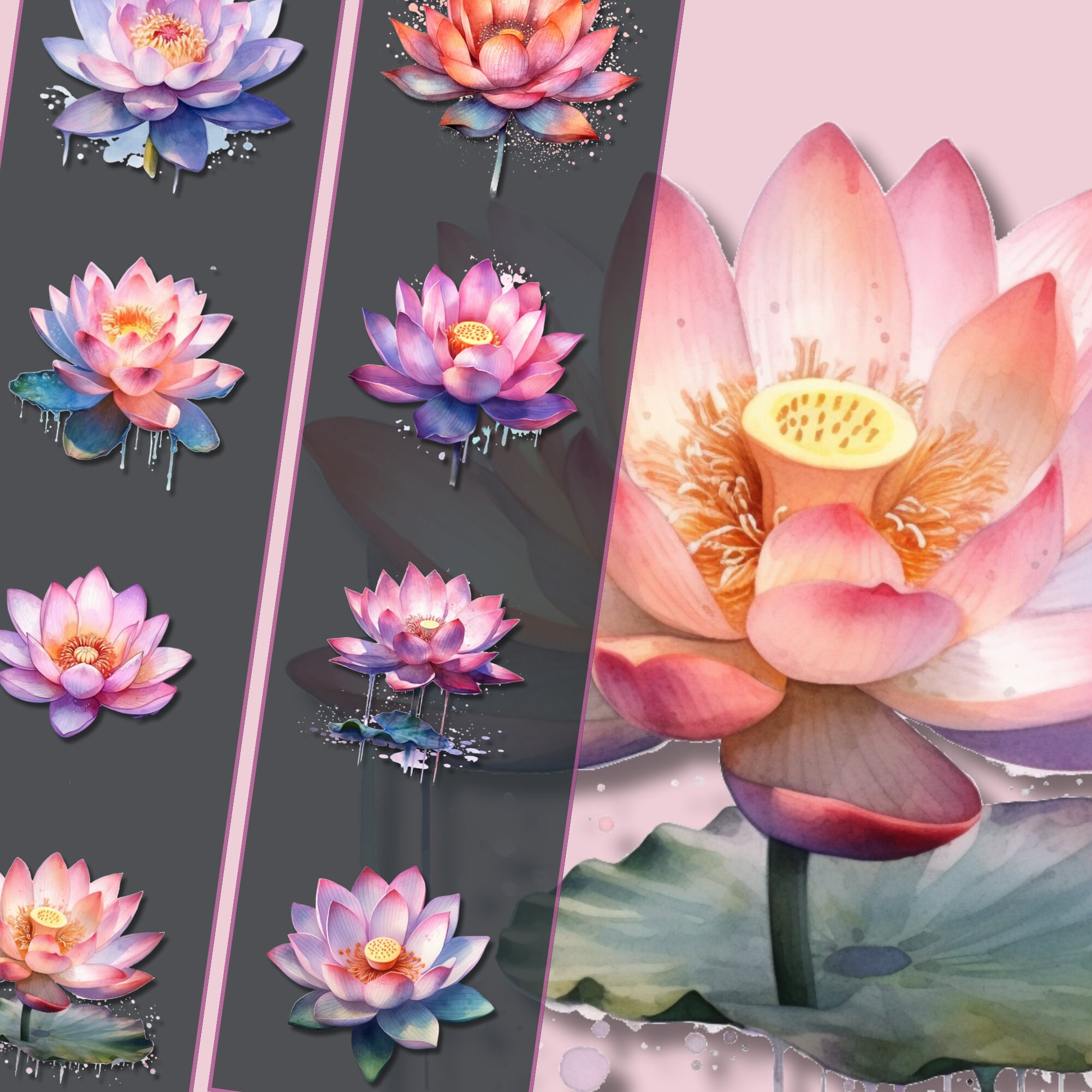 Lotus Flower Clipart Bundle Tranquil Water Lily Illustrations, PNG ...