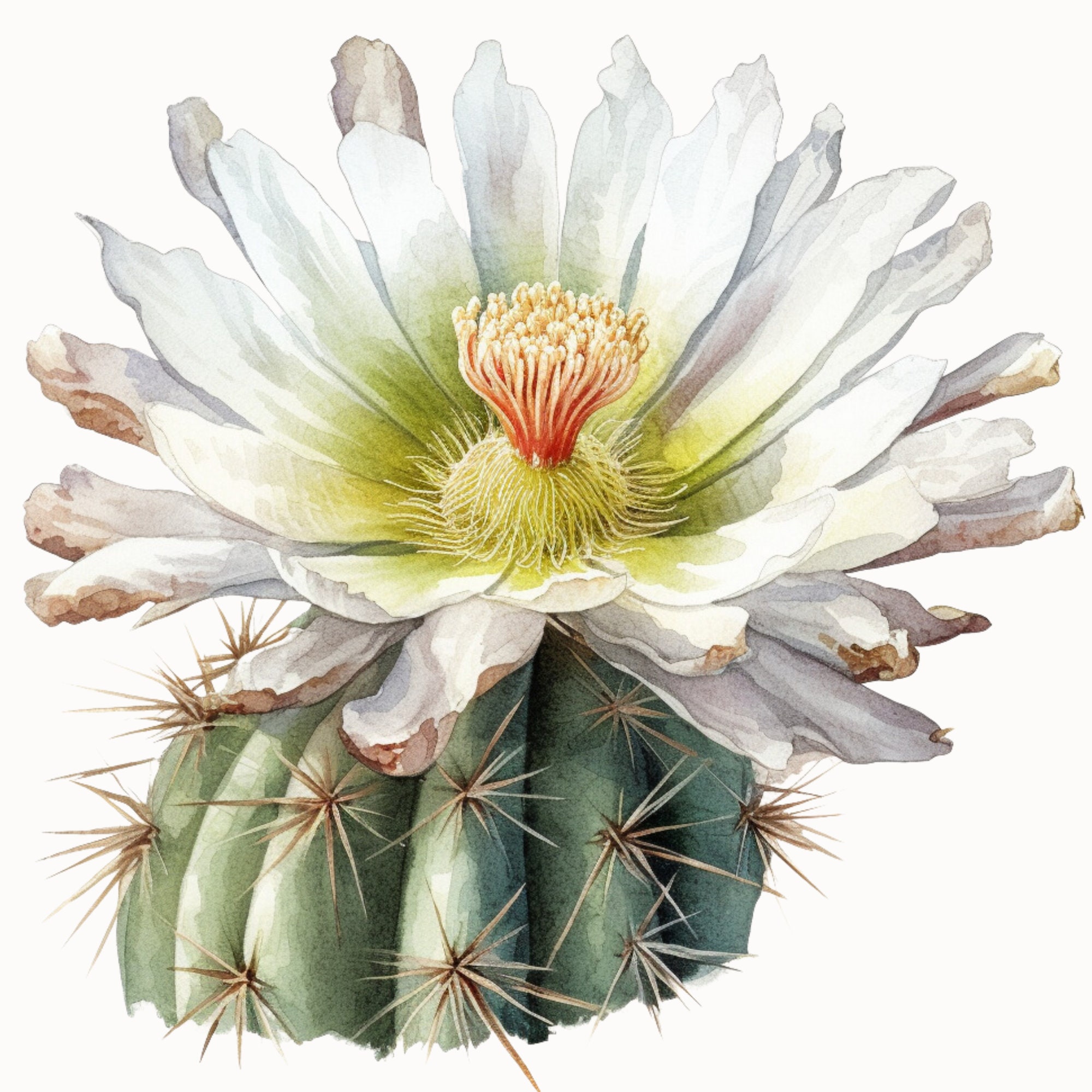 Saguaro Cactus Blossom Clipart Bundle PNG Files, Instant Download ...