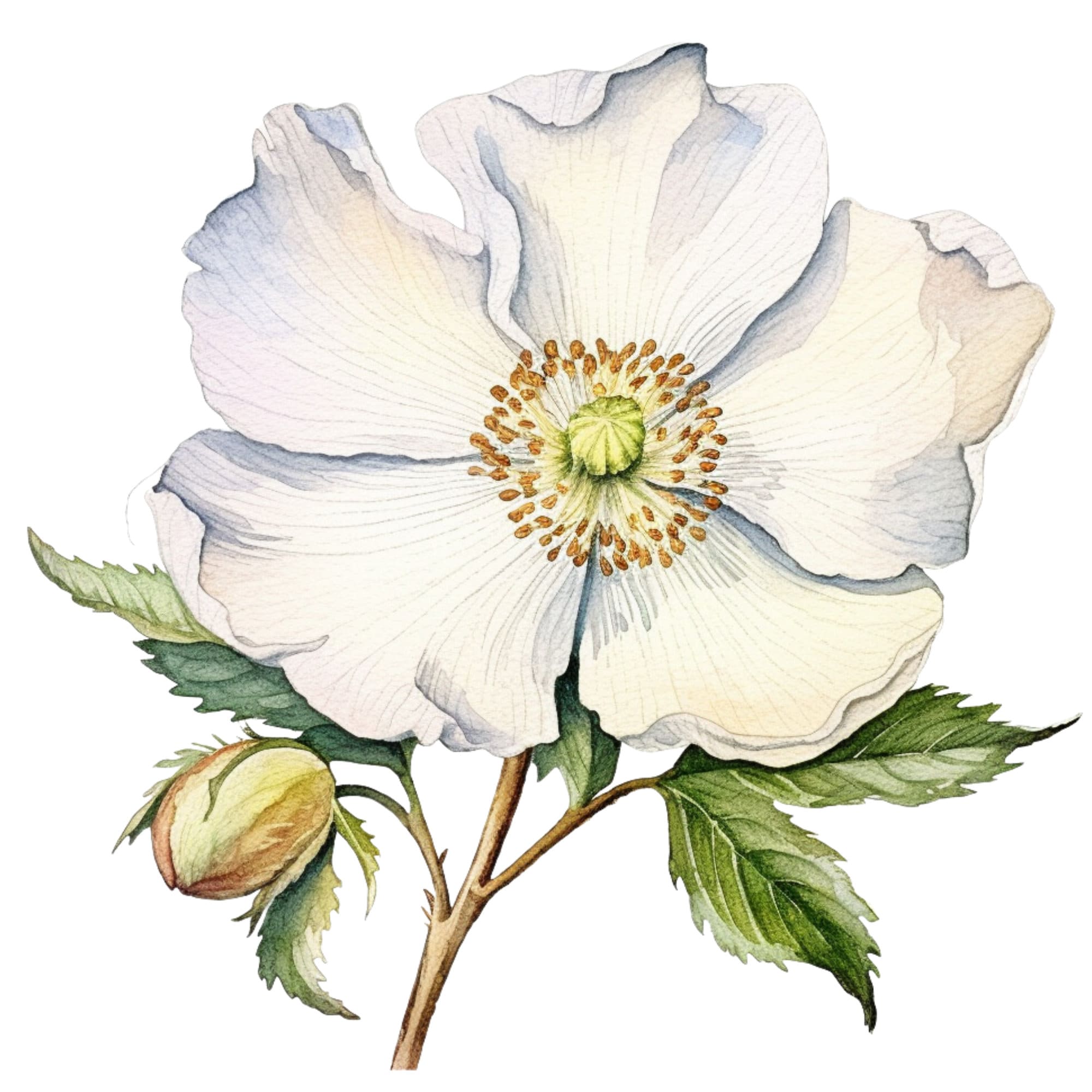 Cherokee Rose Clipart Bundle High-resolution PNG Files - Etsy