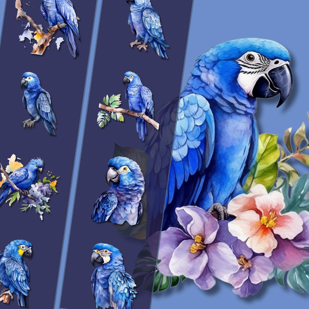 Hyacinth Macaw Clipart Collection PNG Graphics, Perfect for DIY ...