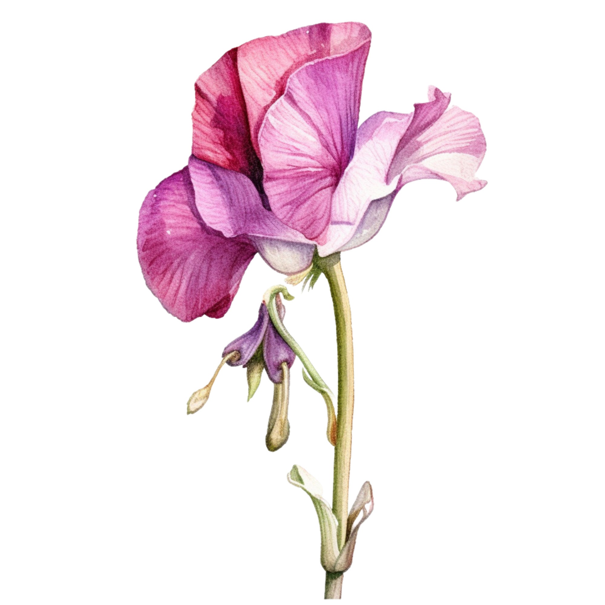 Purple Sweet Pea Clipart Bundle High-resolution PNG Files, Instant ...