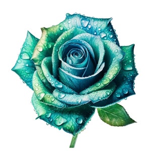 Teal Rose Clipart Bundle PNG Files, Transparent Backgrounds, Instant ...