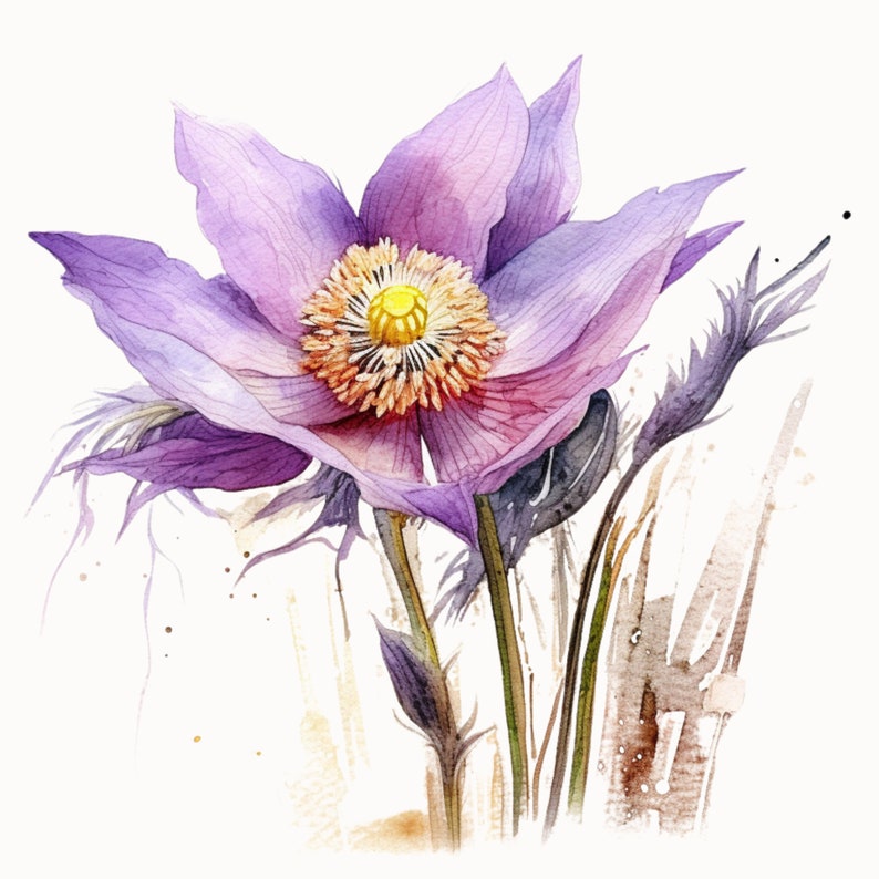 Pasque Flower Clipart Bundle High-resolution PNG Files, Instant ...