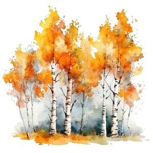 Fall Birch Tree Clipart Collection PNG Graphics, Perfect for DIY ...