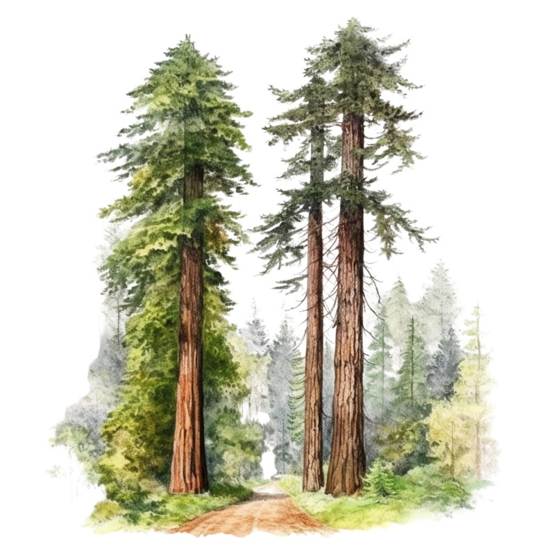 Redwood Tree Clipart Collection PNG Graphics Perfect for DIY - Etsy