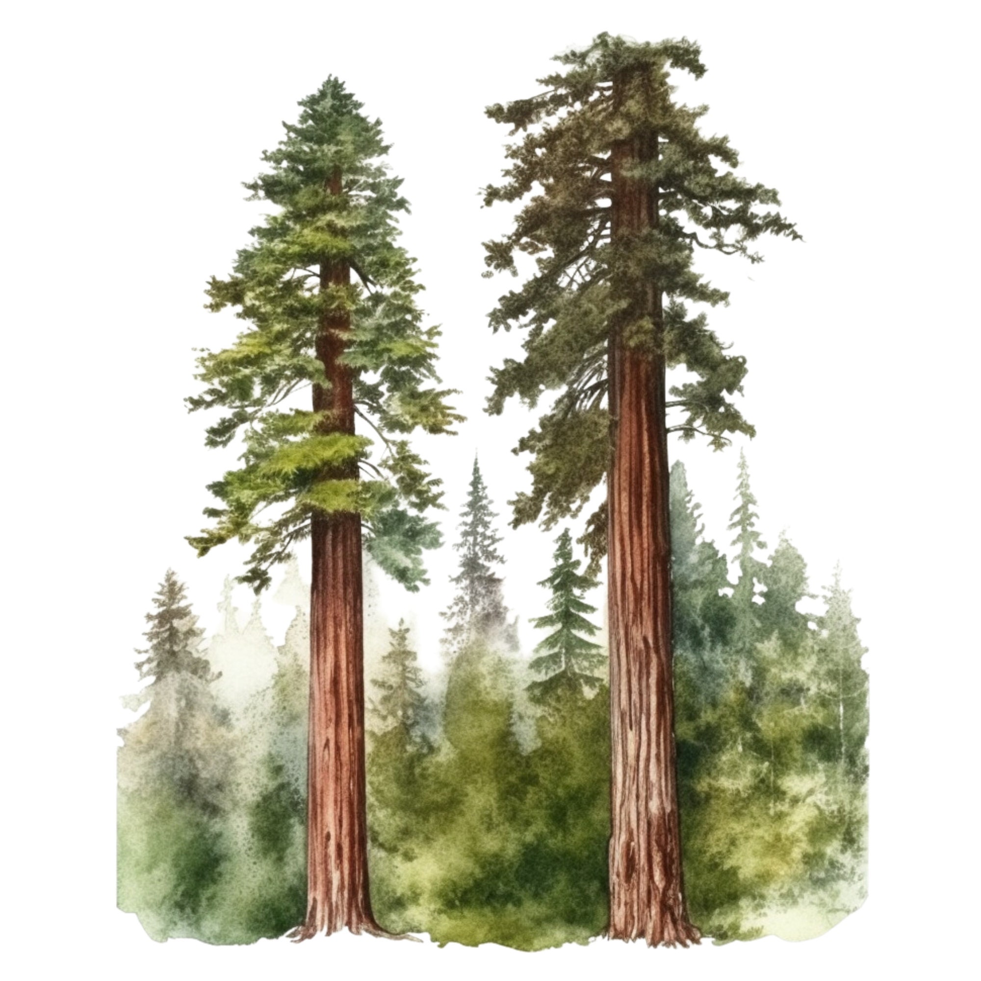 Redwood Tree Clipart Collection PNG Graphics Perfect for DIY - Etsy